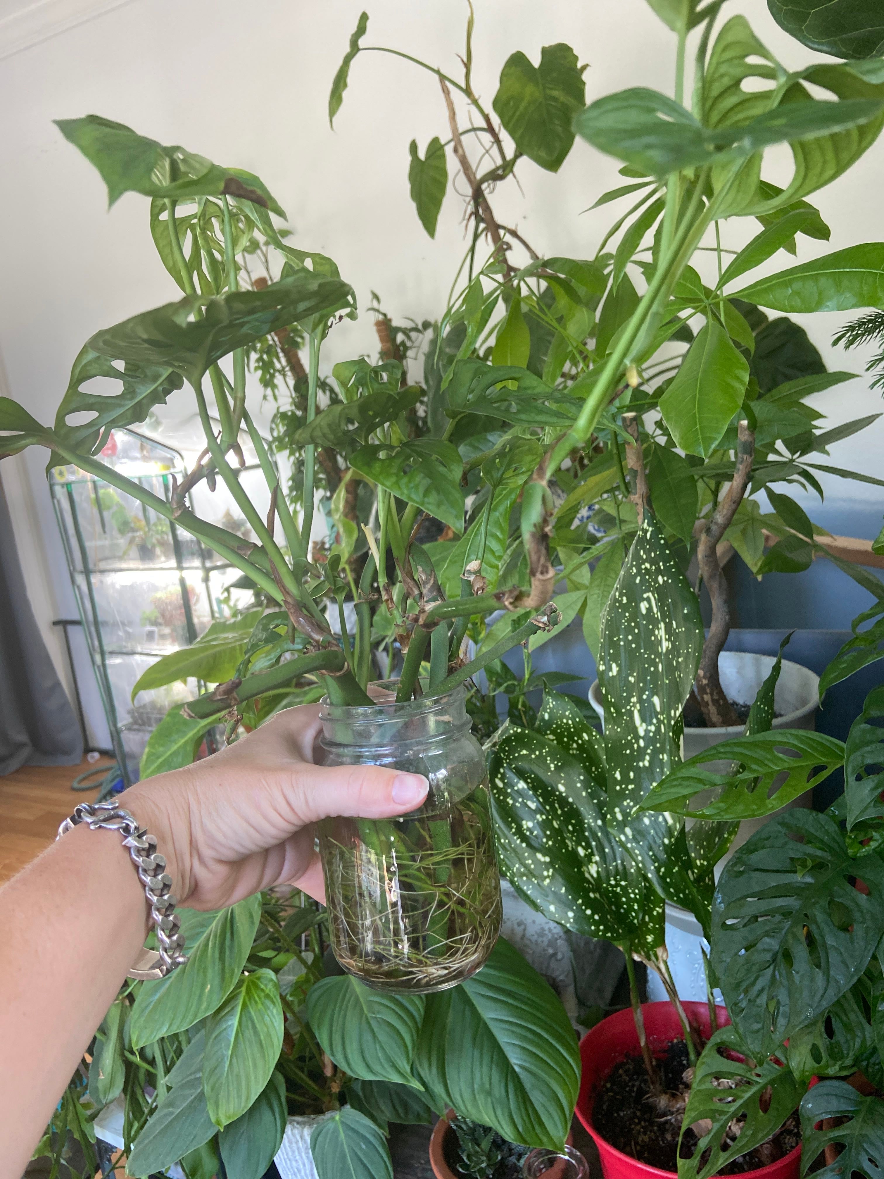 Yikes Monkey's new leaf is yellowing