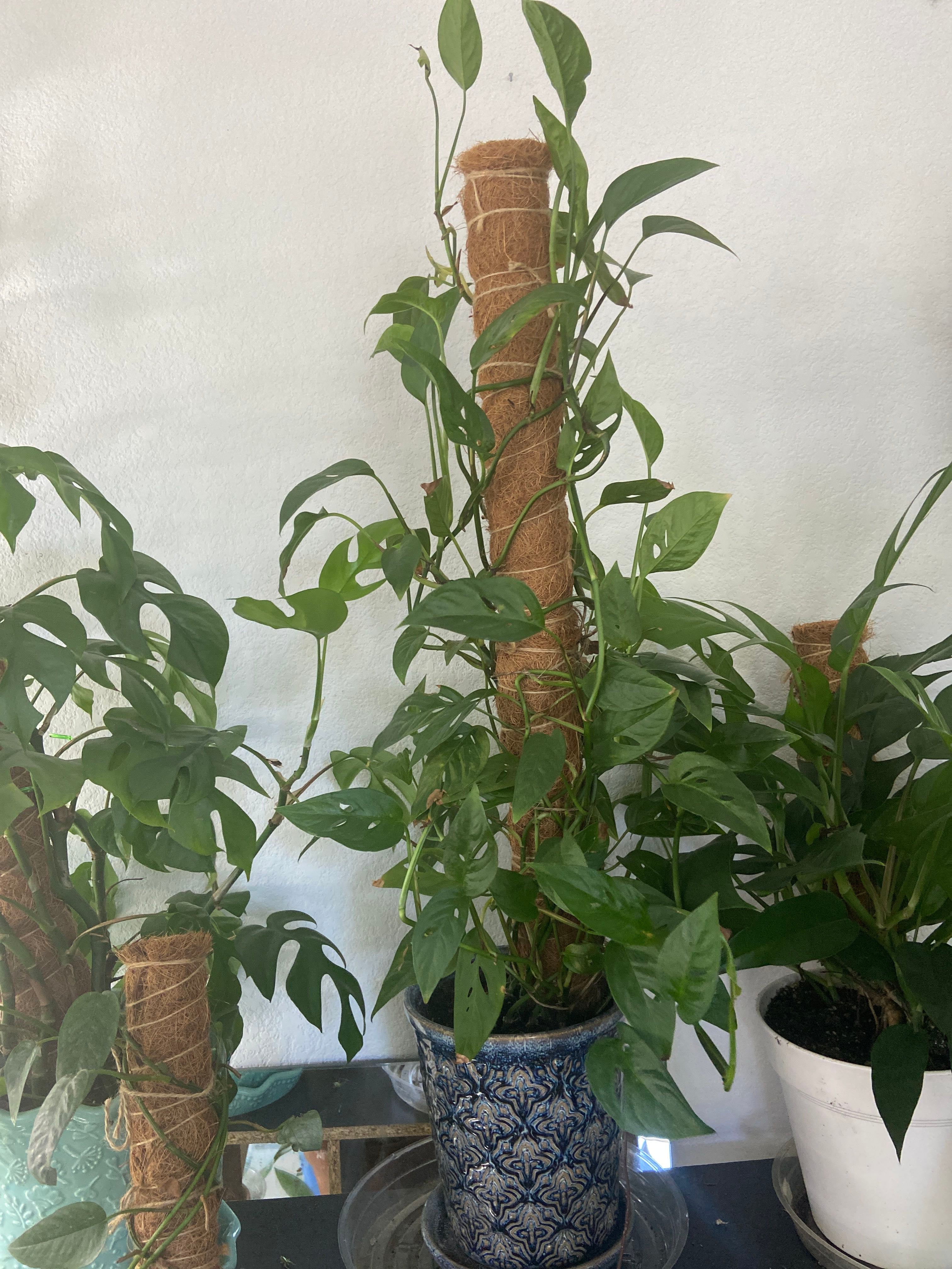 Yikes Monkey's new leaf is yellowing