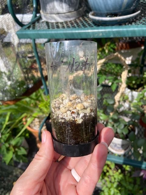 The Complete Giant Sequoia Plant Care Guide: Water, Light & Beyond