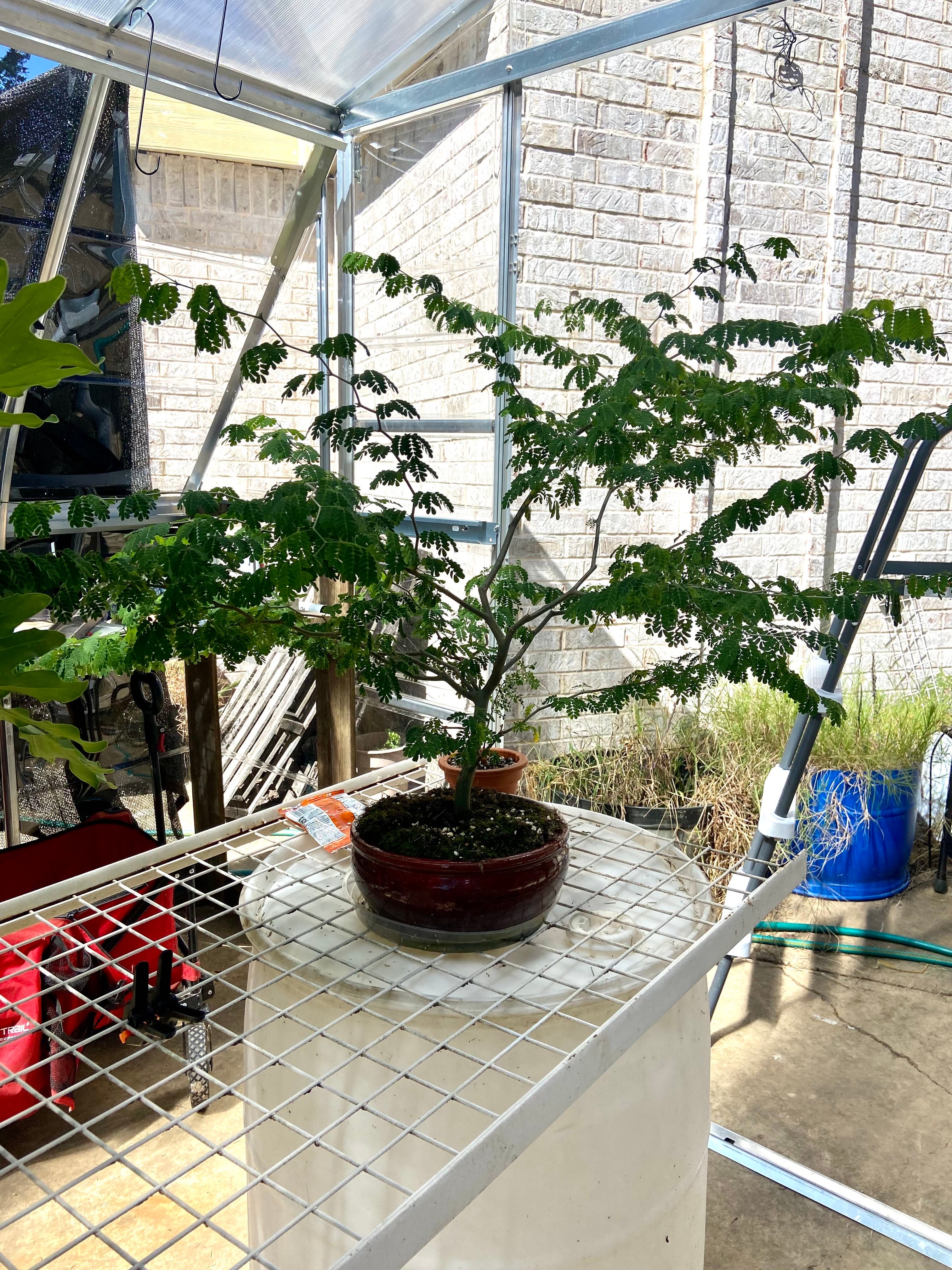 🌳 Ultimate Guide to Golden Rain Tree Roots