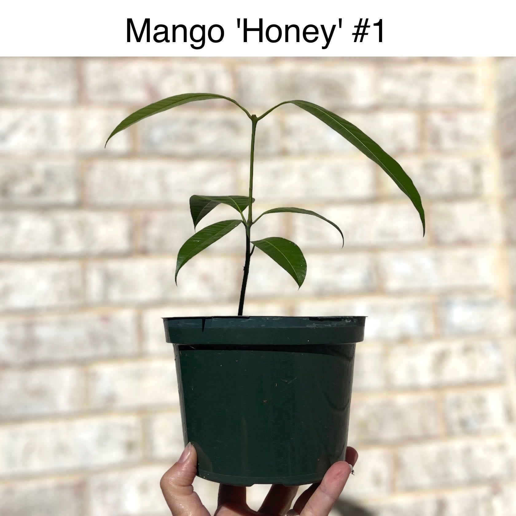 🥭 Why Are My Mango Leaves Mushy?