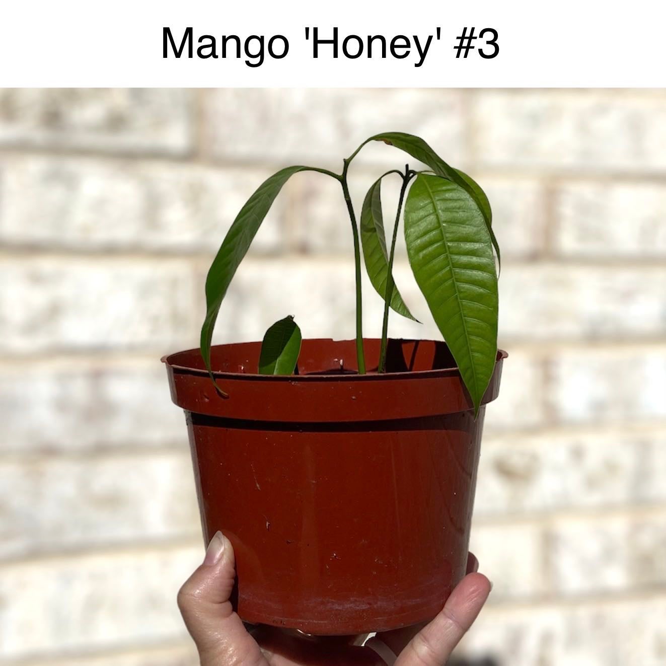 🥭 Why Are My Mango Leaves Mushy?