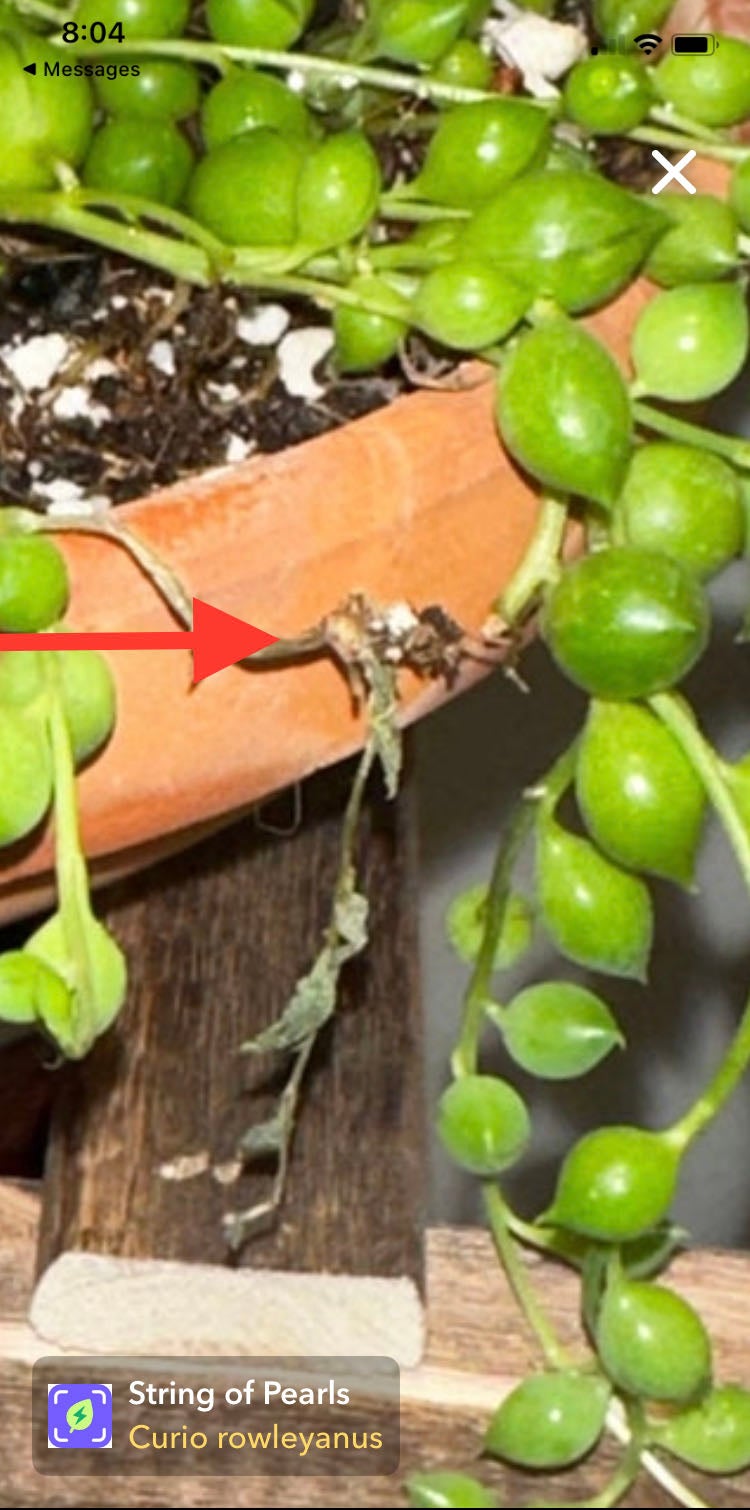 Why are the tops of the strings dying?