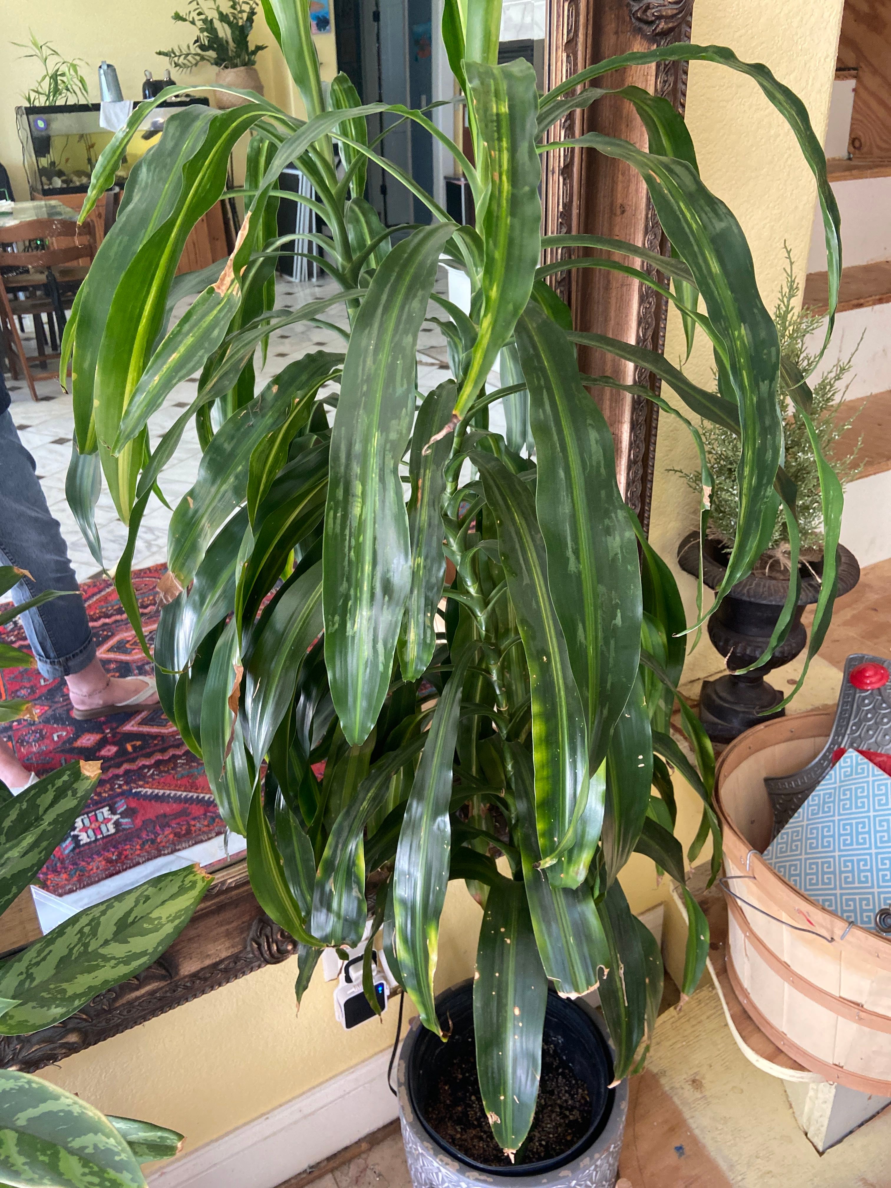 My plant has chicken pox!