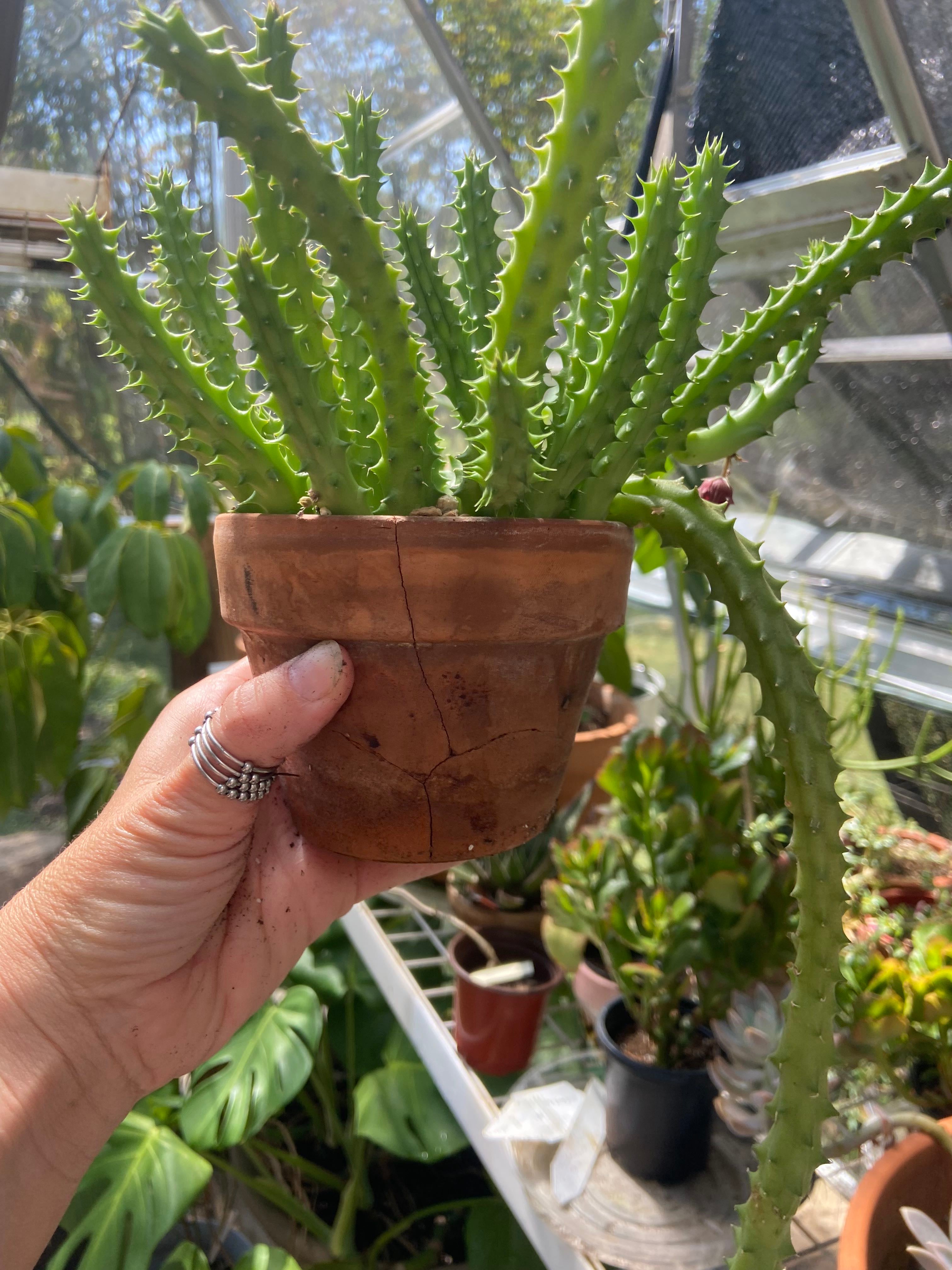 The Complete Red Dragon Flower Plant Care Guide: Water, Light & Beyond