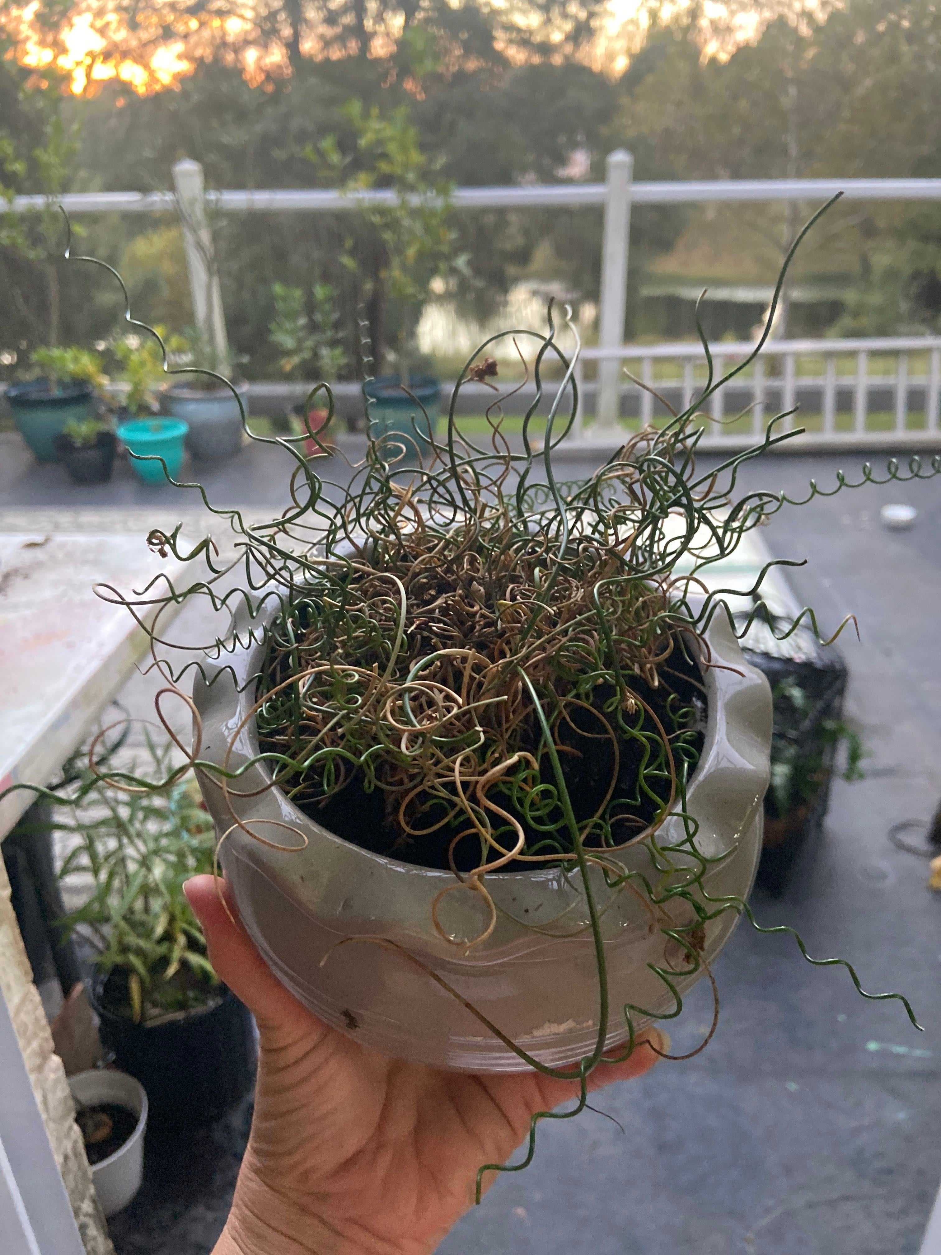 Juncus 'Blue Arrows' Plant Care: Water, Light, Nutrients | Greg App 🌱