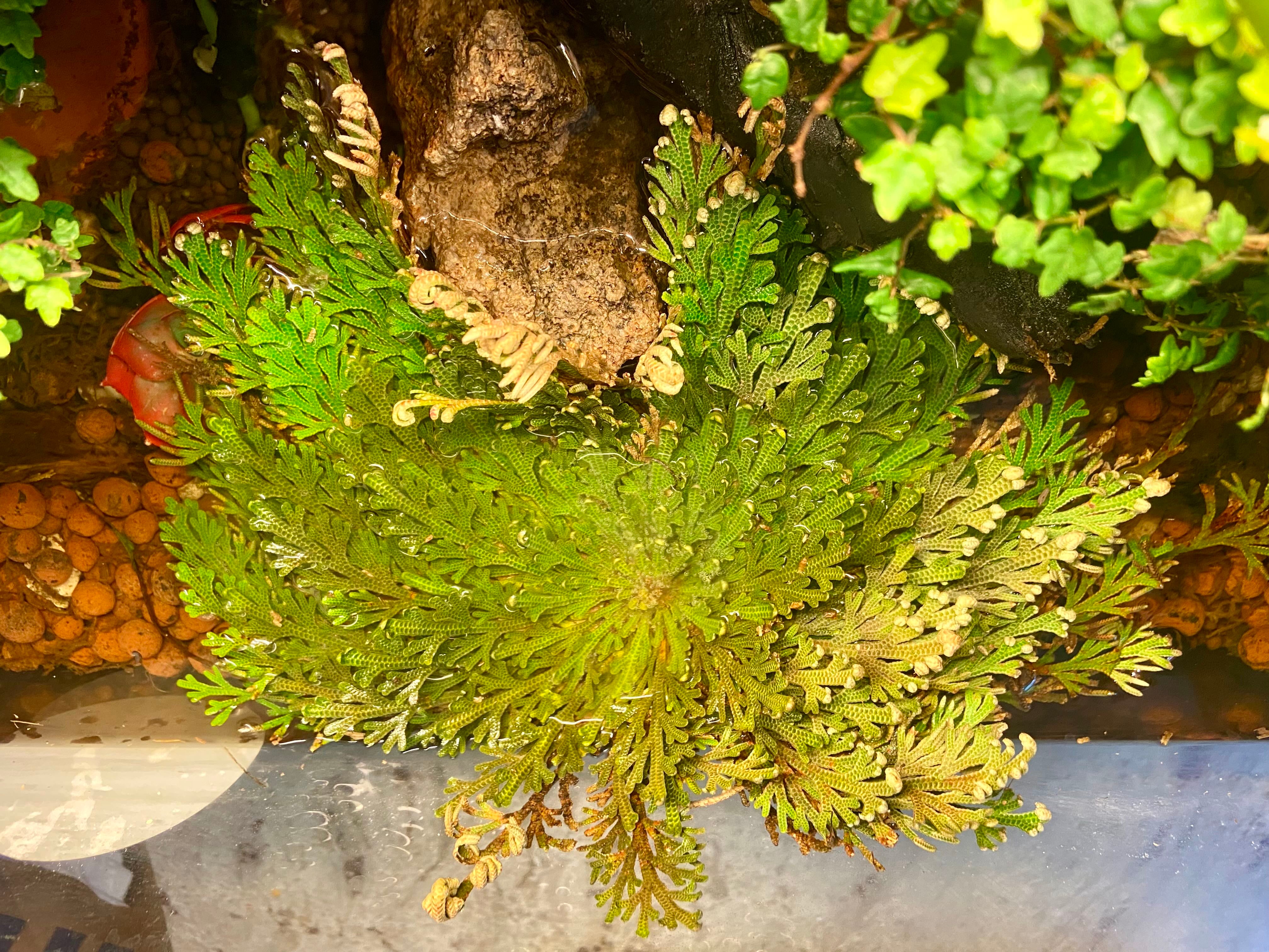 The Complete Ruby Red Club Moss Plant Care Guide: Water, Light & Beyond