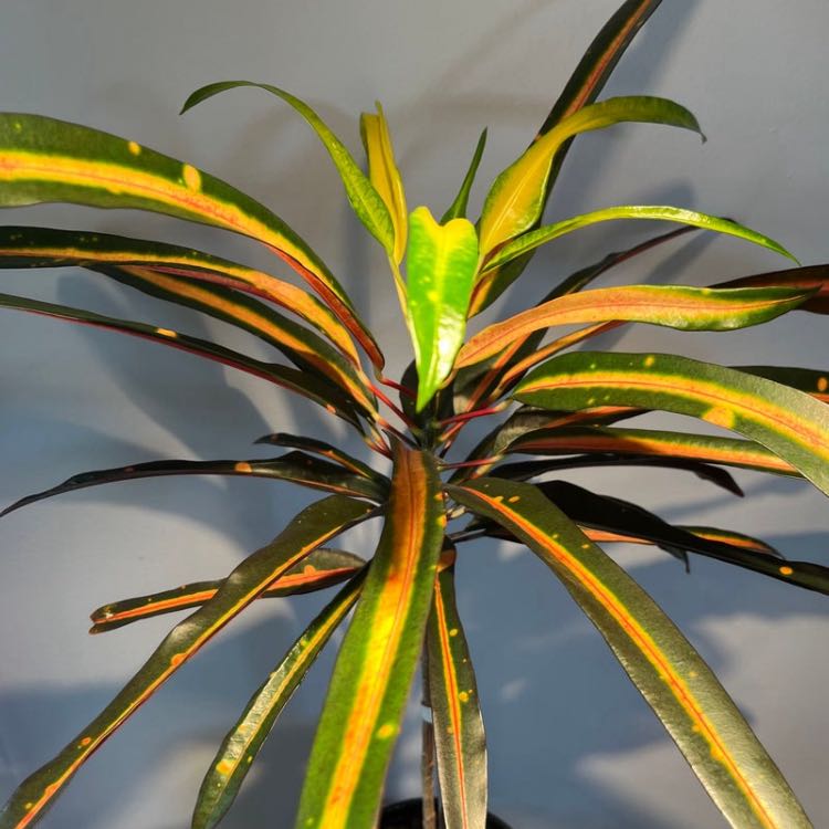 Croton 'Victoria Gold Bell' Plant Care: Water, Light, Nutrients | Greg ...