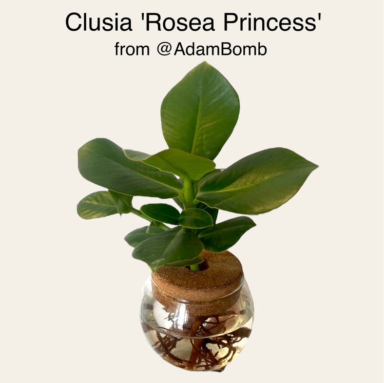 How and When Should I Cut Back My Autograph Tree?