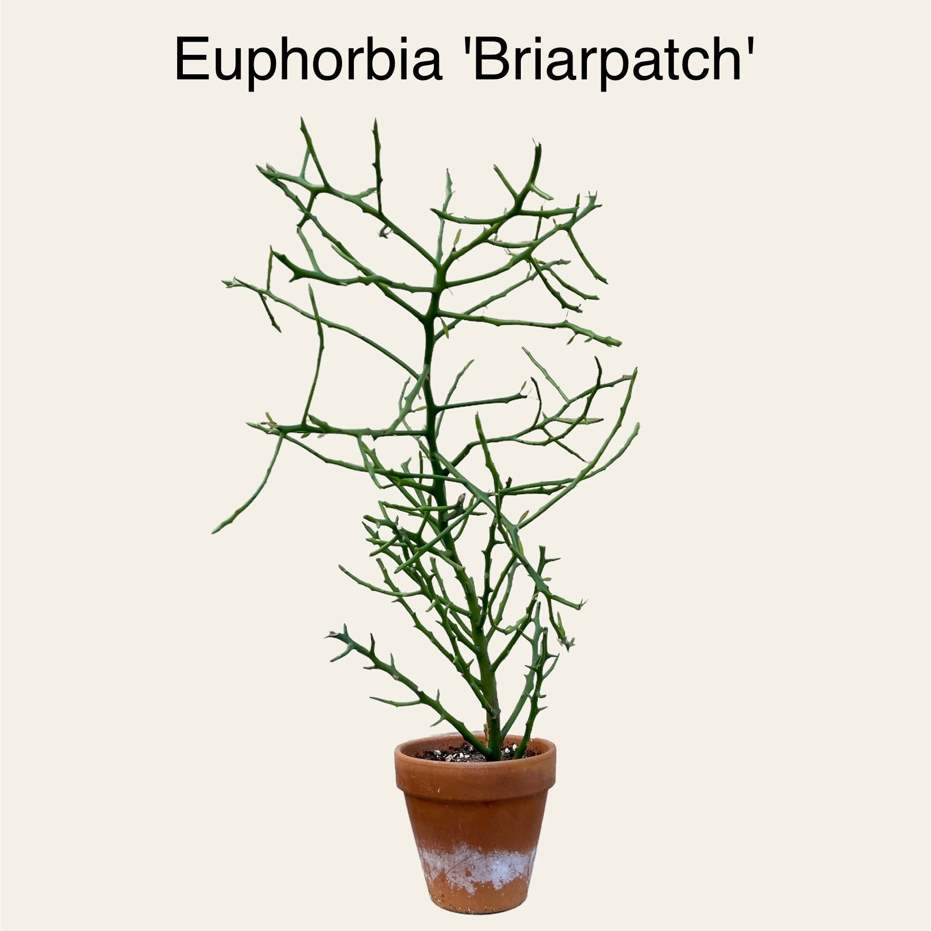 Euphorbia 'Briar Patch' Plant Care: Water, Light, Nutrients | Greg App 🌱