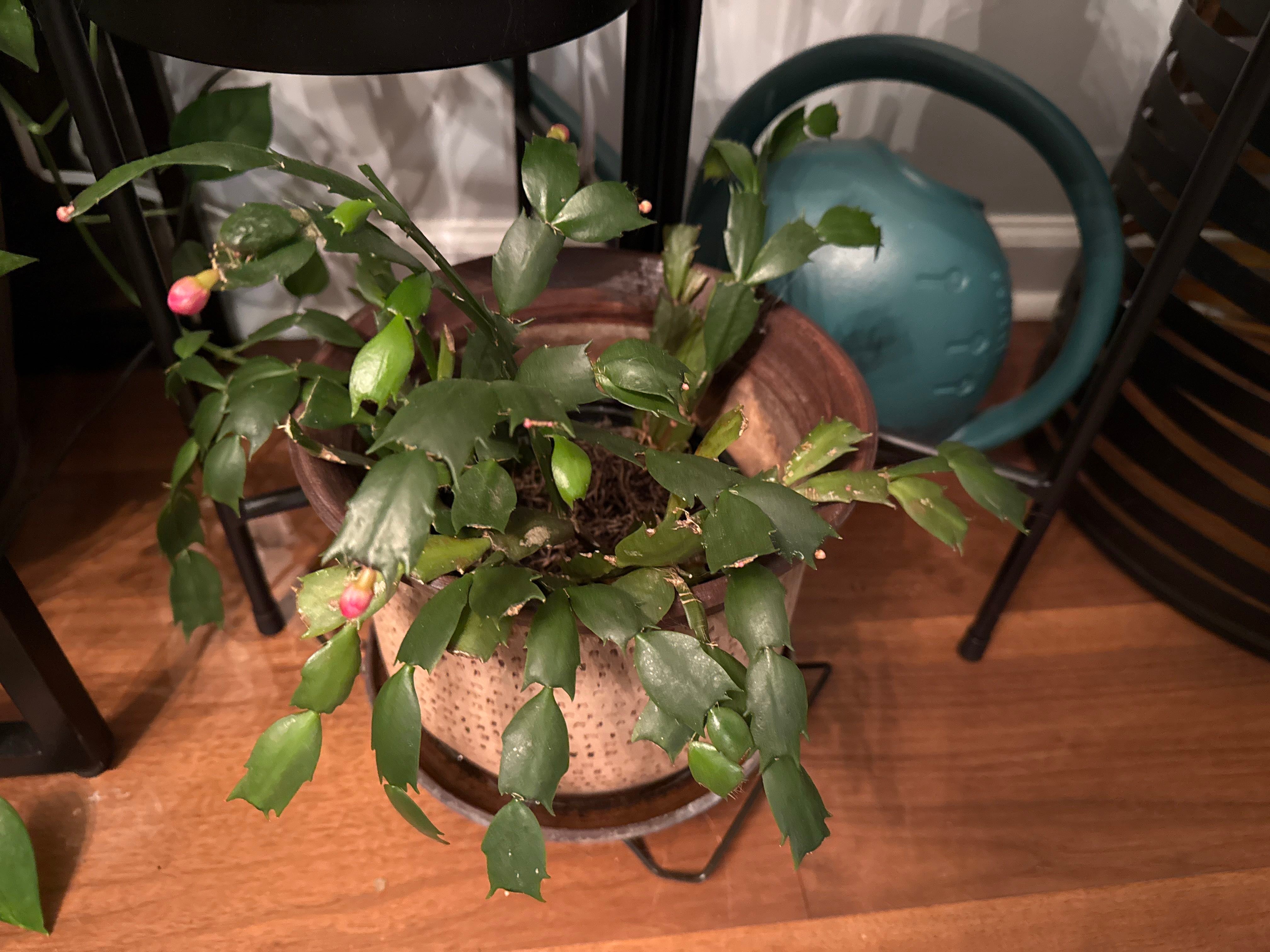 How to Care for False Christmas Cactus: Mastering Water, Sunlight & More