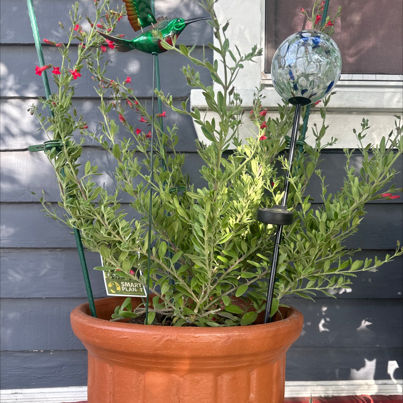 Keep Your Island Snapdragon Firecracker Alive: Light, Water & Care ...