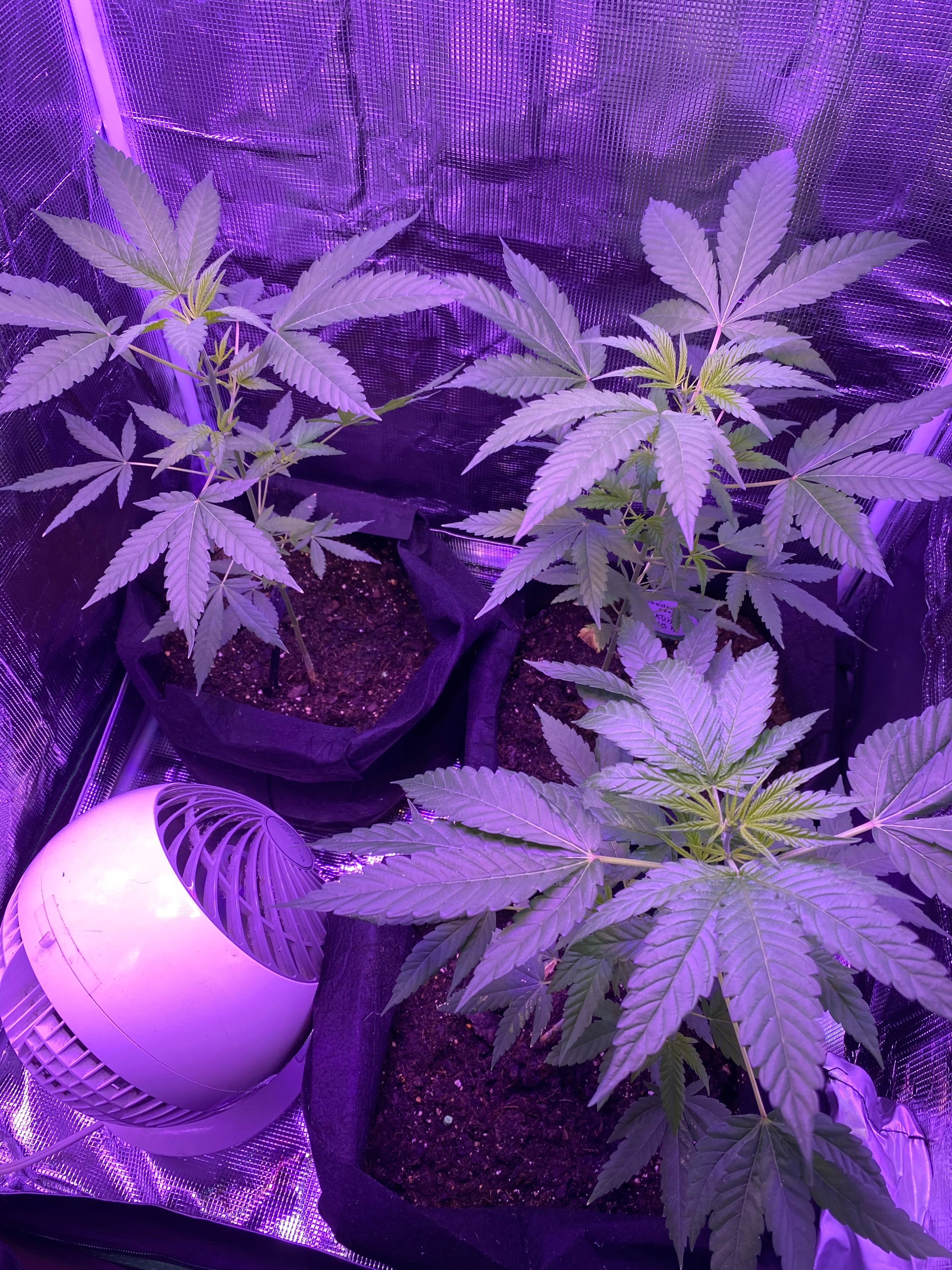 Your Marijuana's Light Requirements