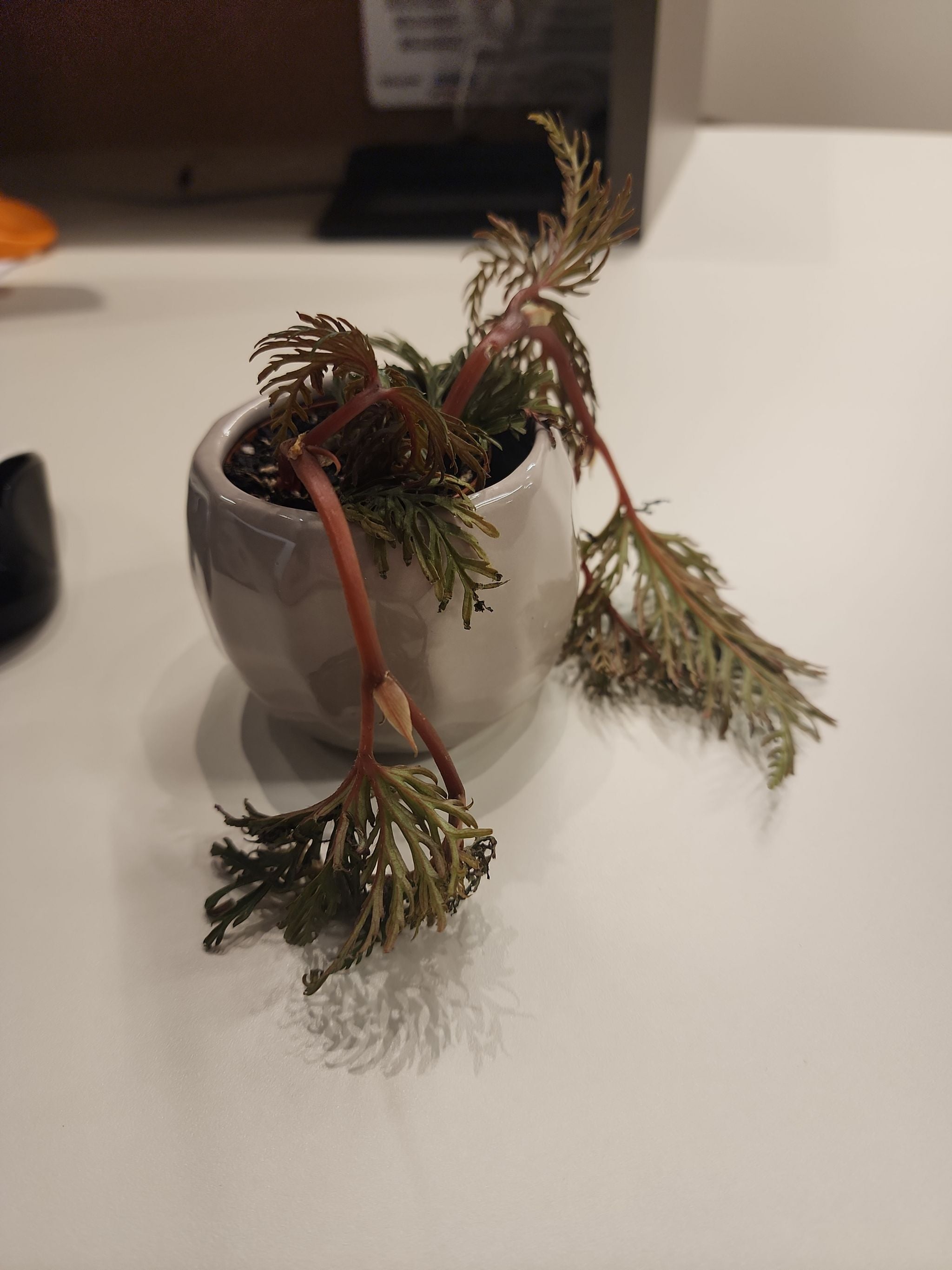 Bermuda Cedar: A Comprehensive Overview