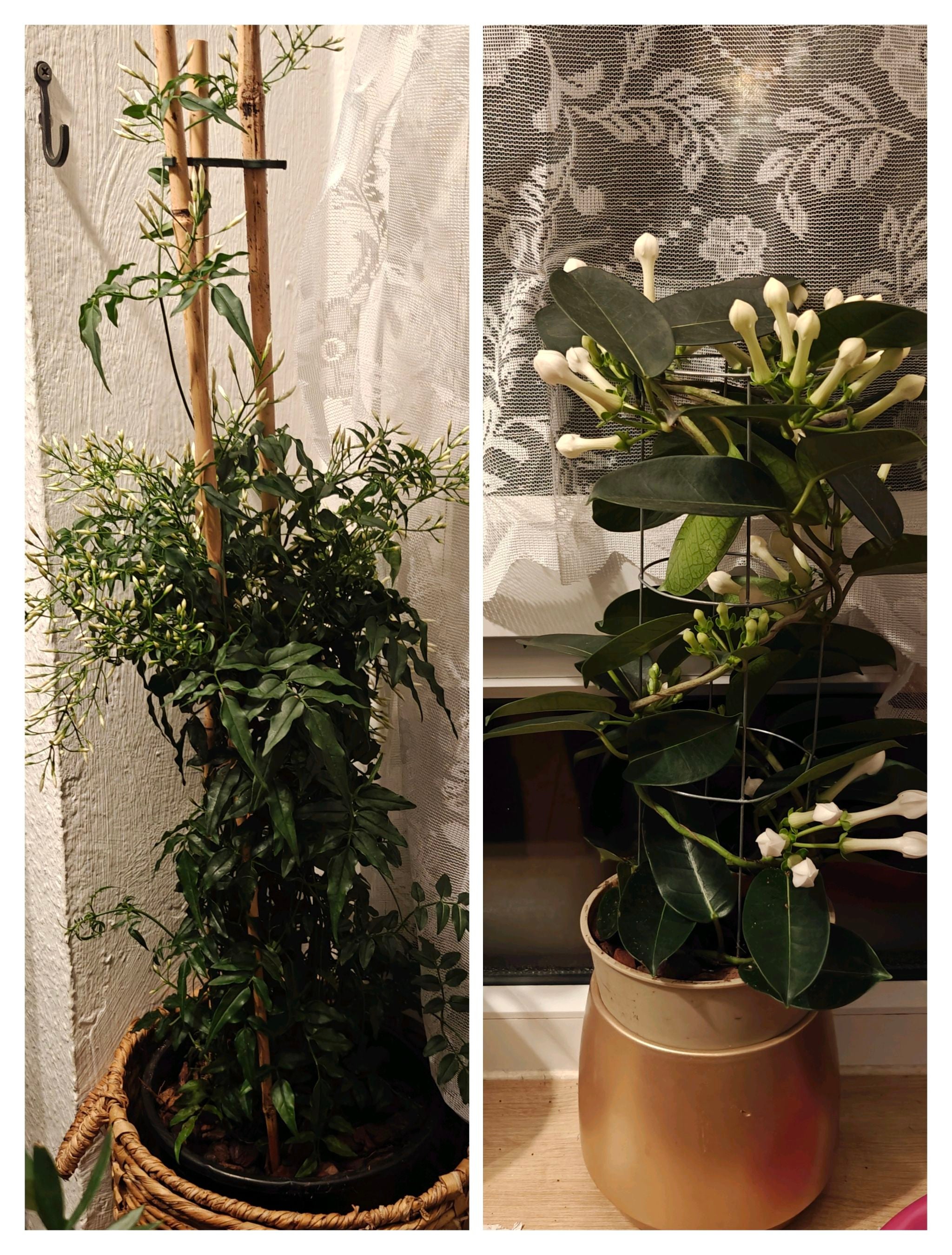 🌸 5 Do's and Don'ts of Growing Grand Duke of Tuscany Jasmine