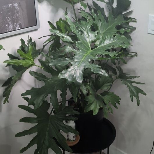 Zeus | A plant by @SultryTimeout95 on Greg