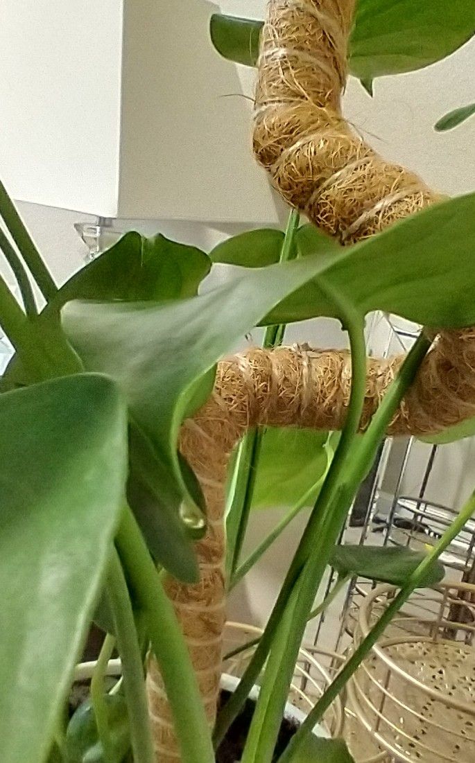 Plants are so wonderful!! How they grow from tiny seeds t...