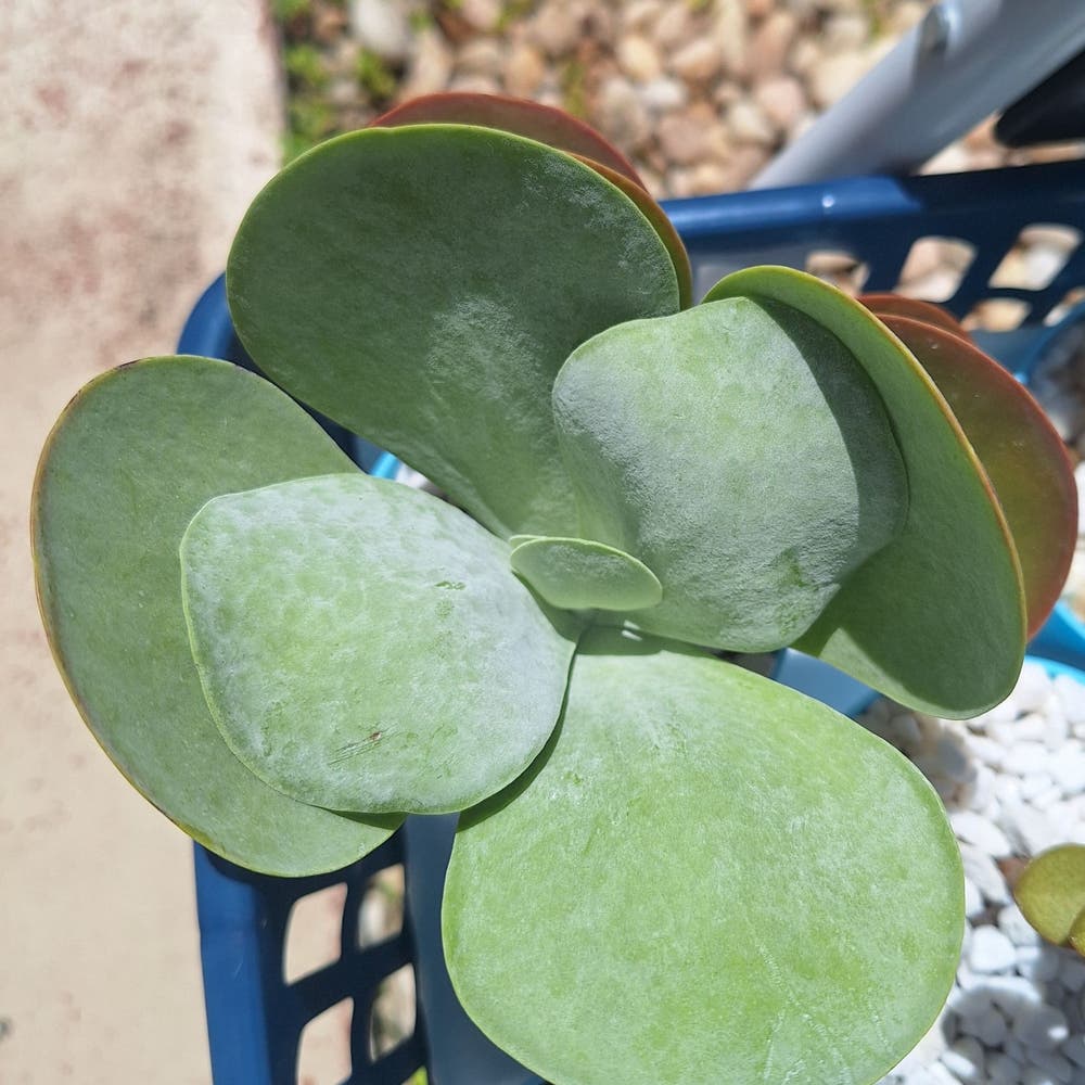 🌵 Ultimate Guide to Common Kalanchoe Size 🌵 Ultimate Guide to Common Kalanchoe Size