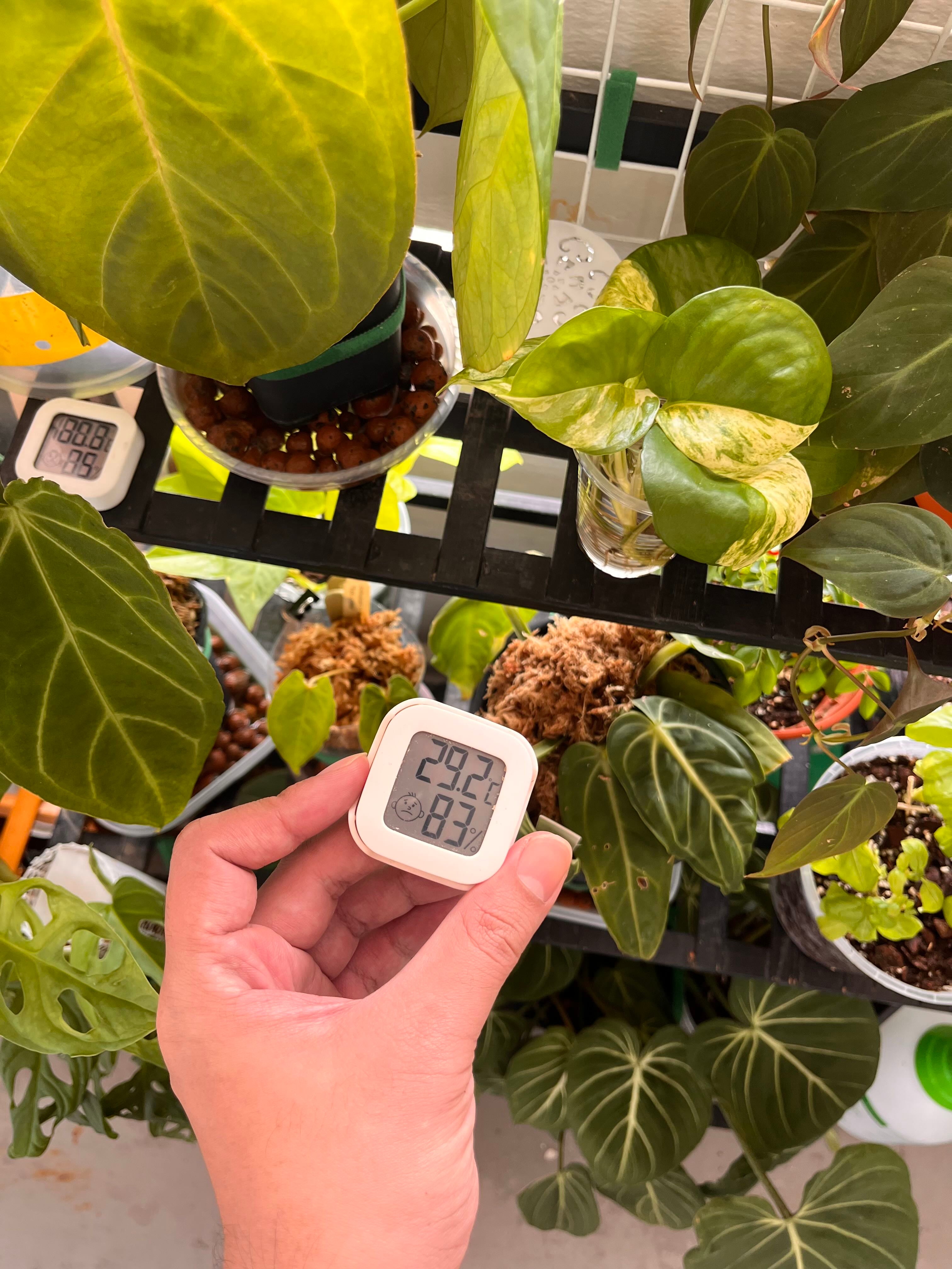 How to Care for Linnaei Kunth: Mastering Water, Sunlight & More