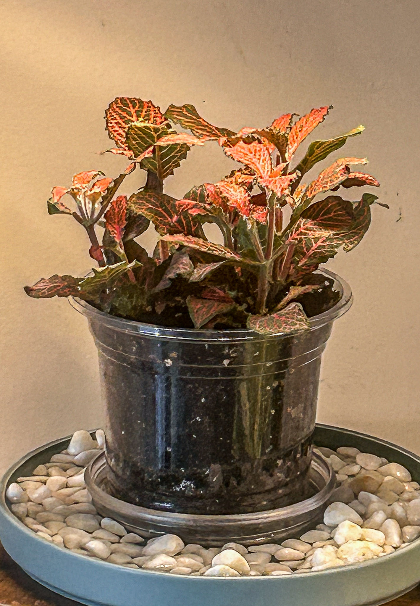 Frittonia (Nerve Plant) Project Loading…