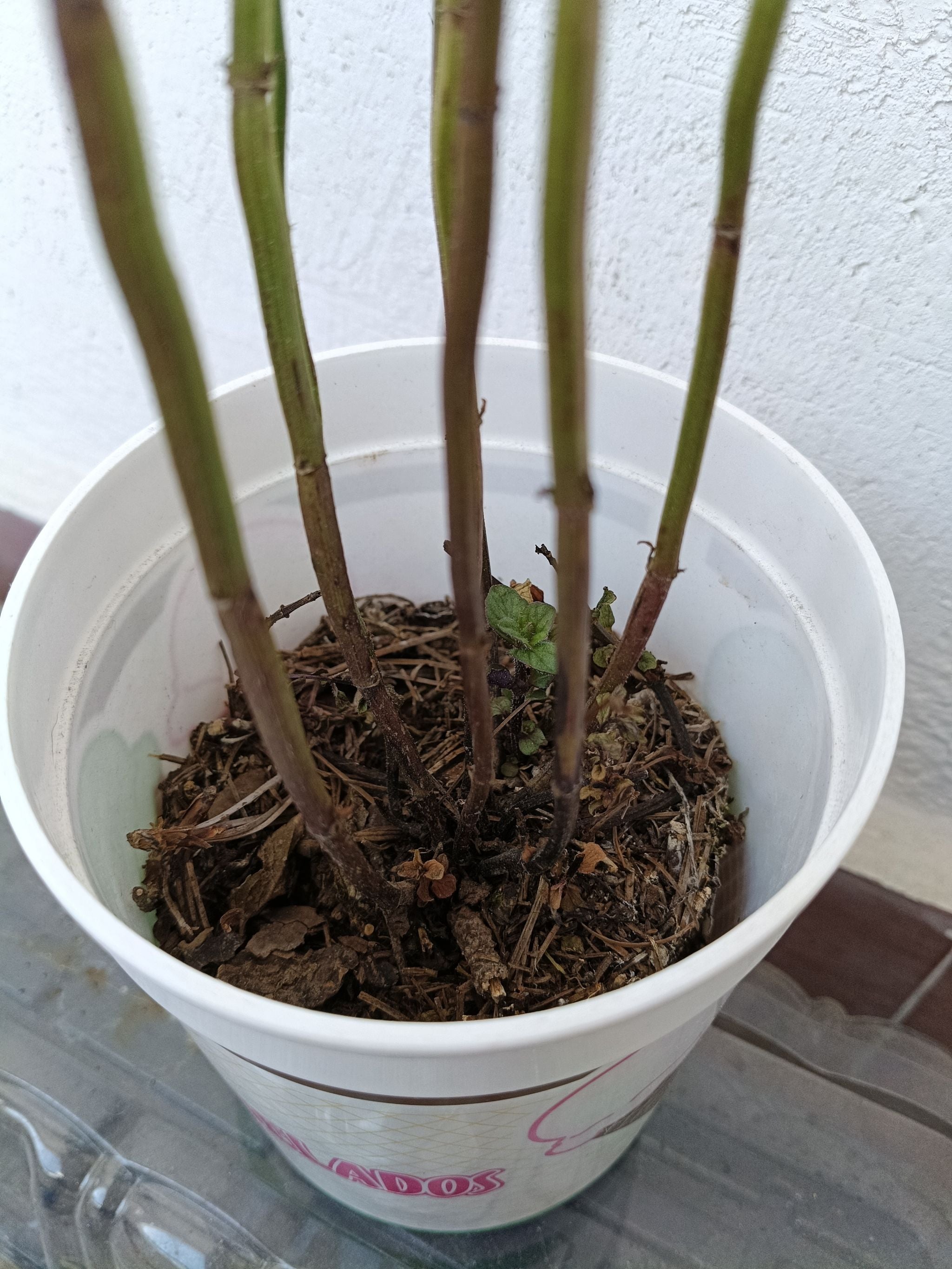 Key Stages in the Life of a Mint 🍬