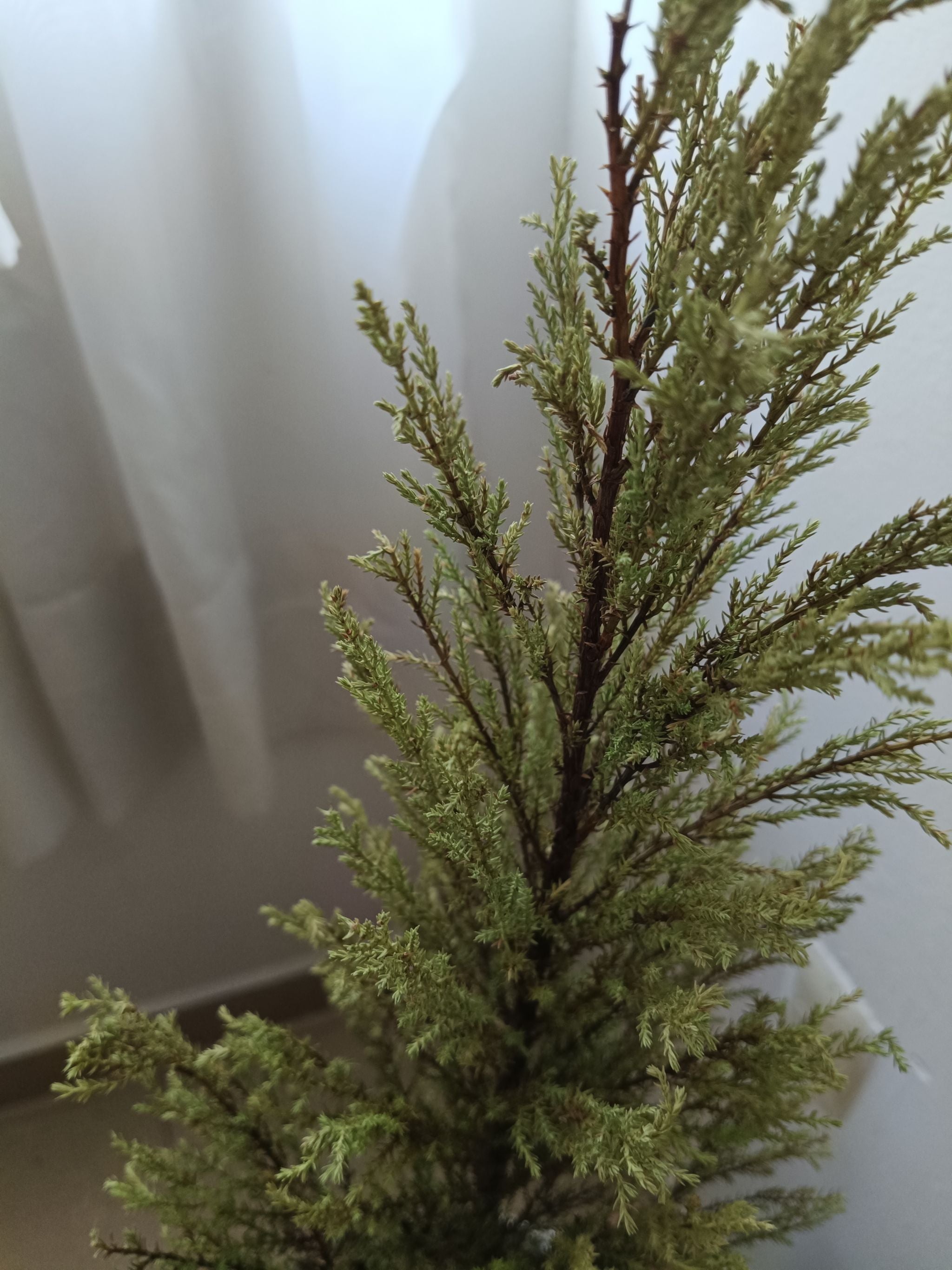 🌳 Ultimate Guide to Cypress Roots