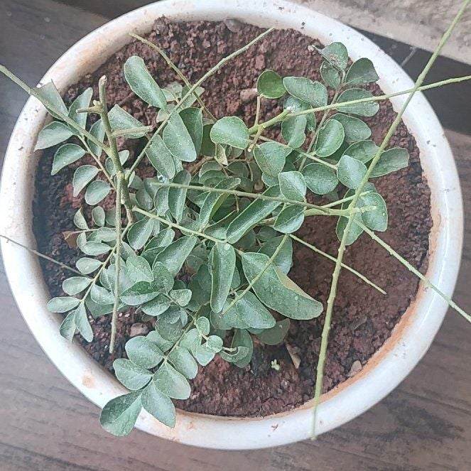 Leaf Erickson | A plant by @VastSeaoats on Greg