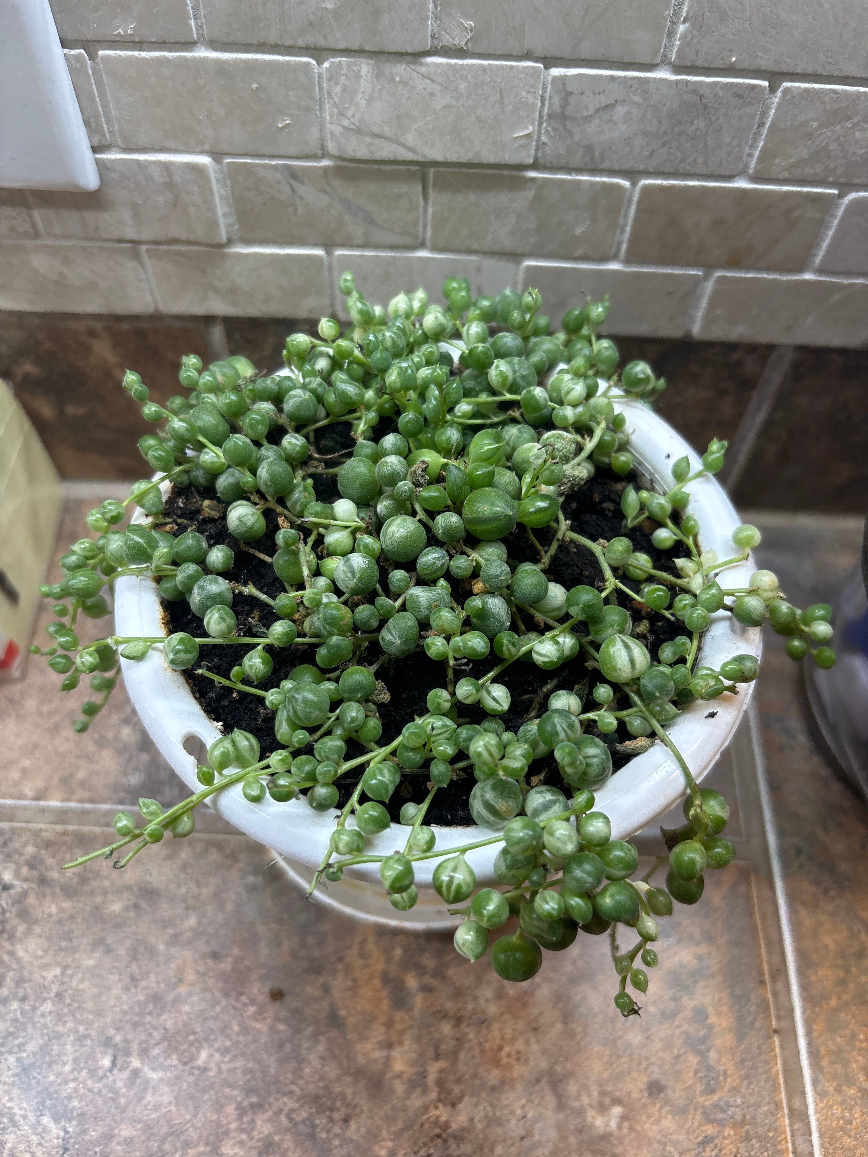 7 Ideal Companions for Your String of Pearls 🦪