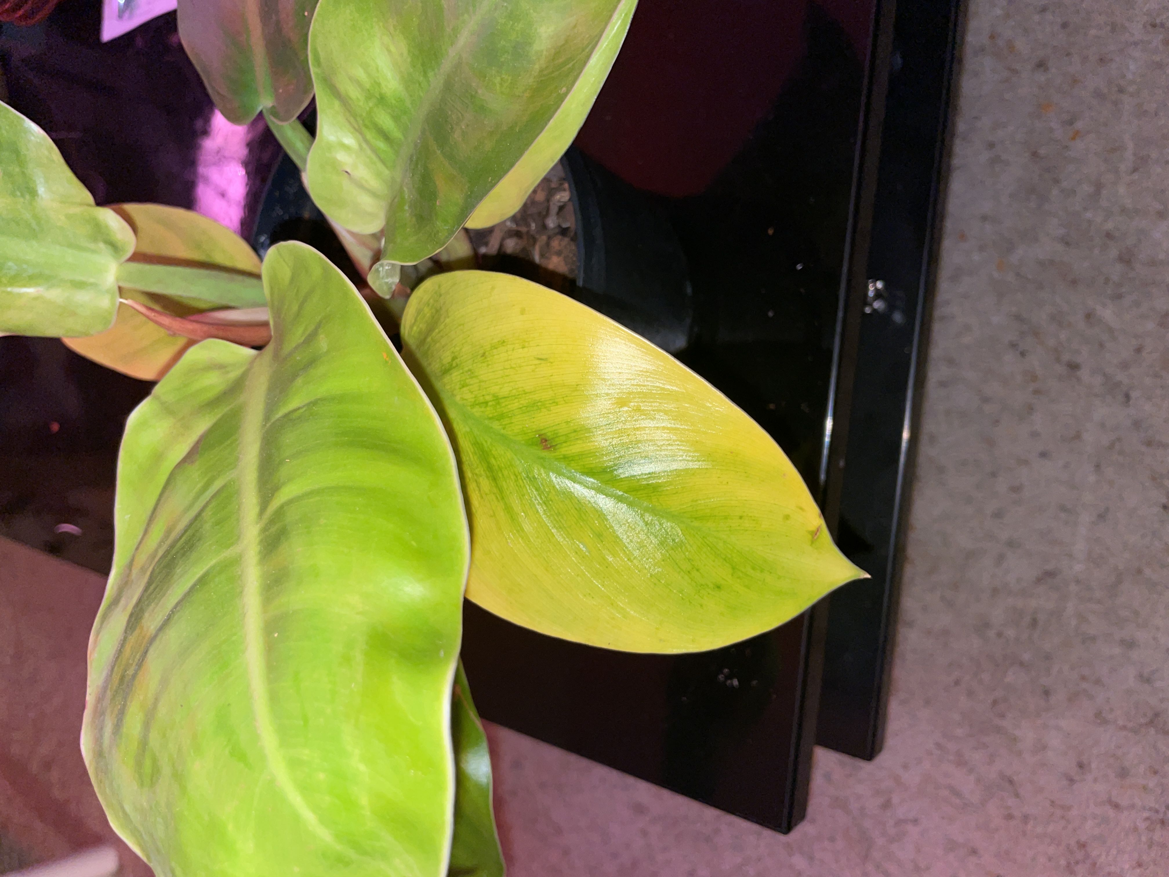 Yellowing leaves on Moonlight Philodendron?