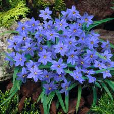 How to Care for Jessie Spring Starflower: Mastering Water, Sunlight & More