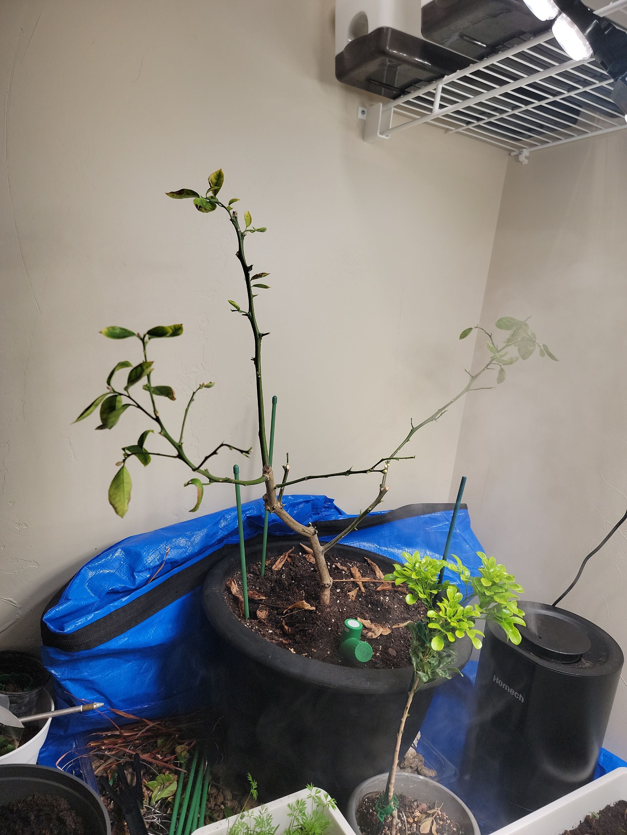 Keep Your Meyer Lemon Alive: Light, Water & Care Instructions