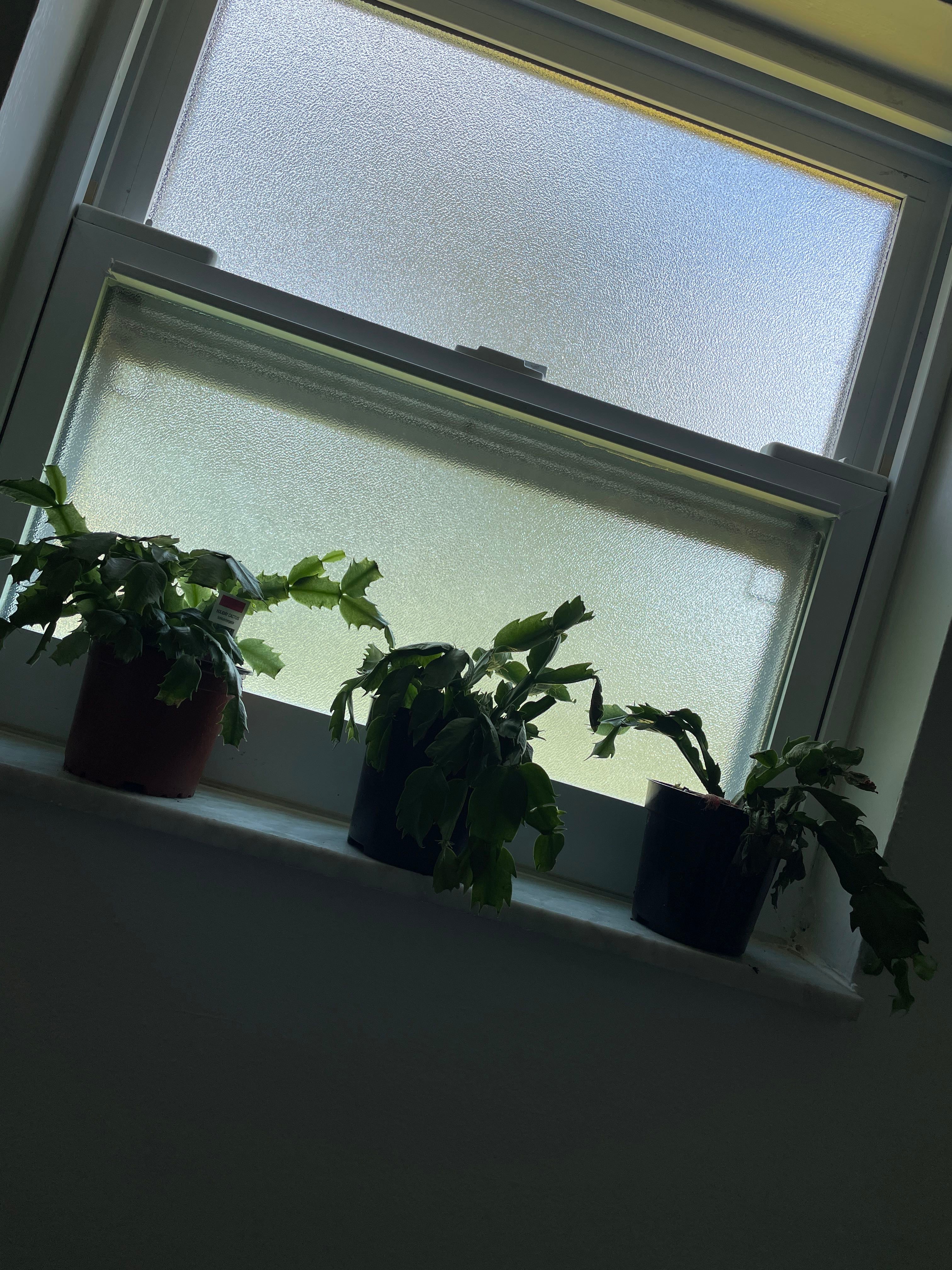 The Complete False Christmas Cactus Plant Care Guide: Water, Light & Beyond