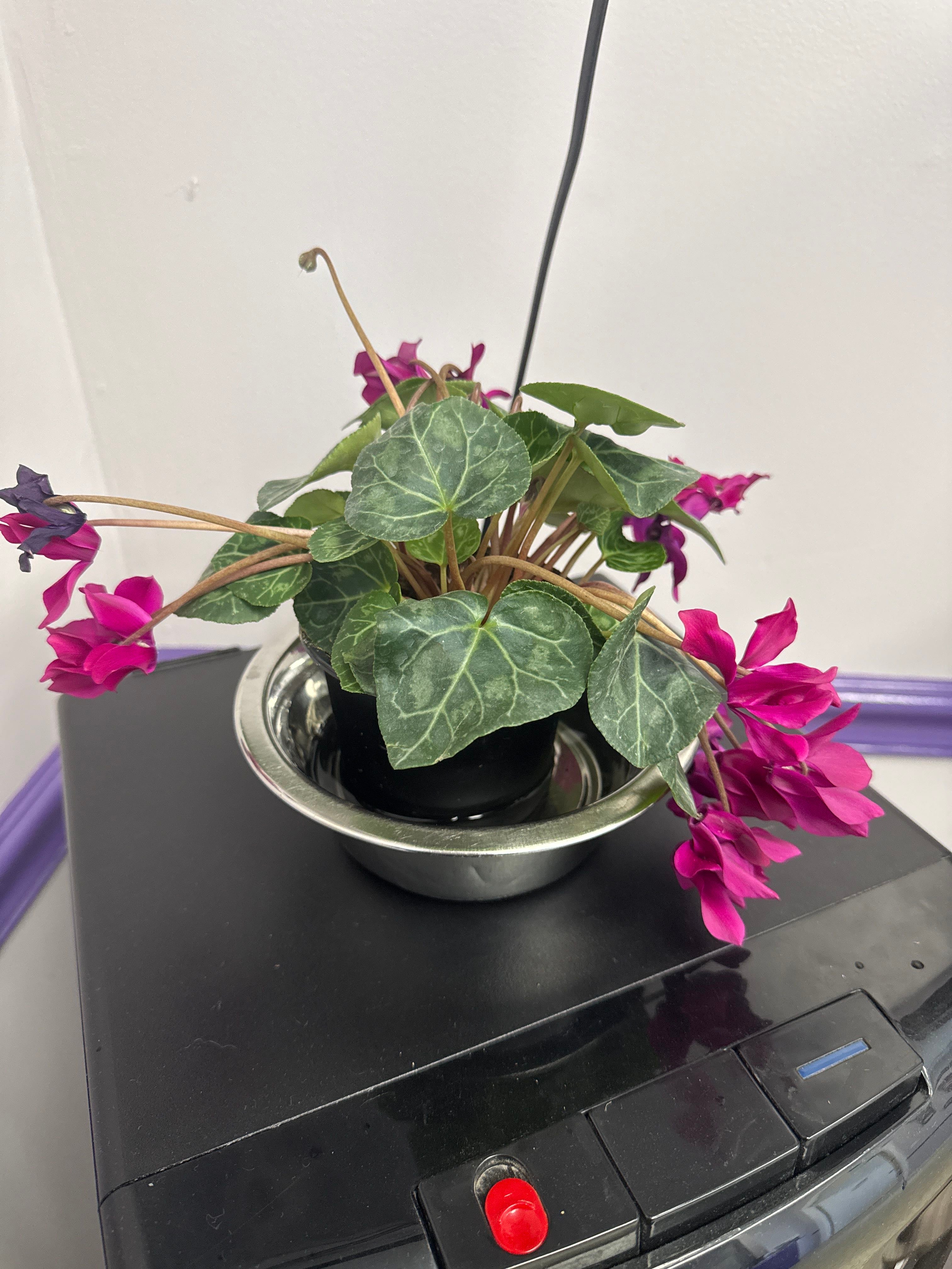 Ultimate Guide to Cyclamen 'Illusia'