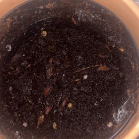 Keep Your Samba Red Pepper Alive: Light, Water & Care Instructions