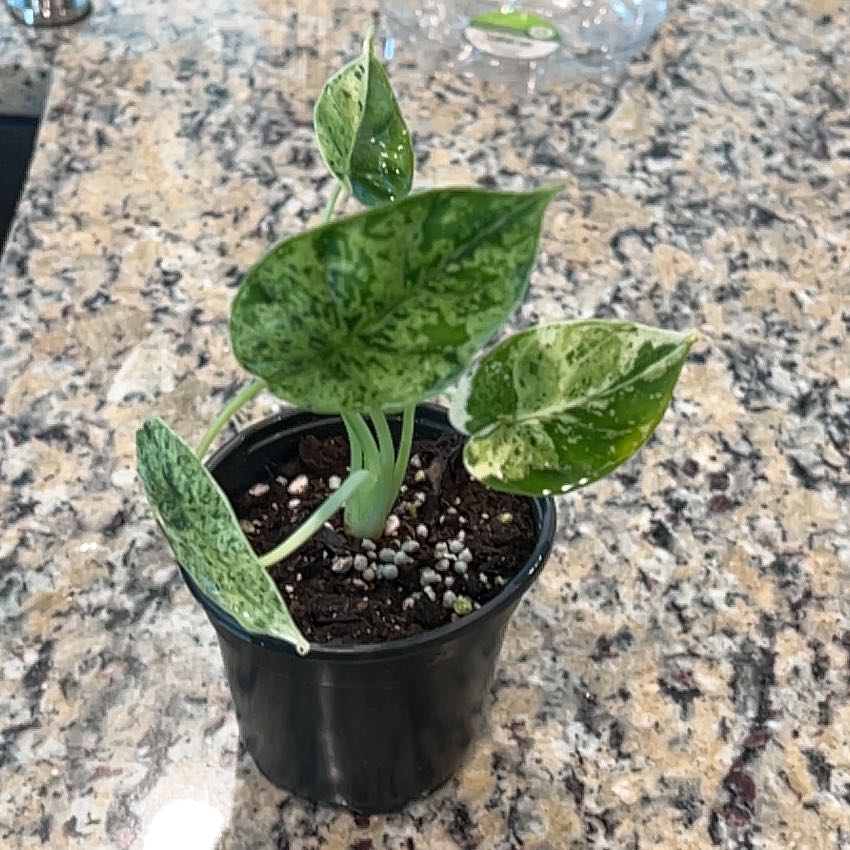 Var Dragon Scale Plant Care: Water, Light, Nutrients | Greg App 🌱