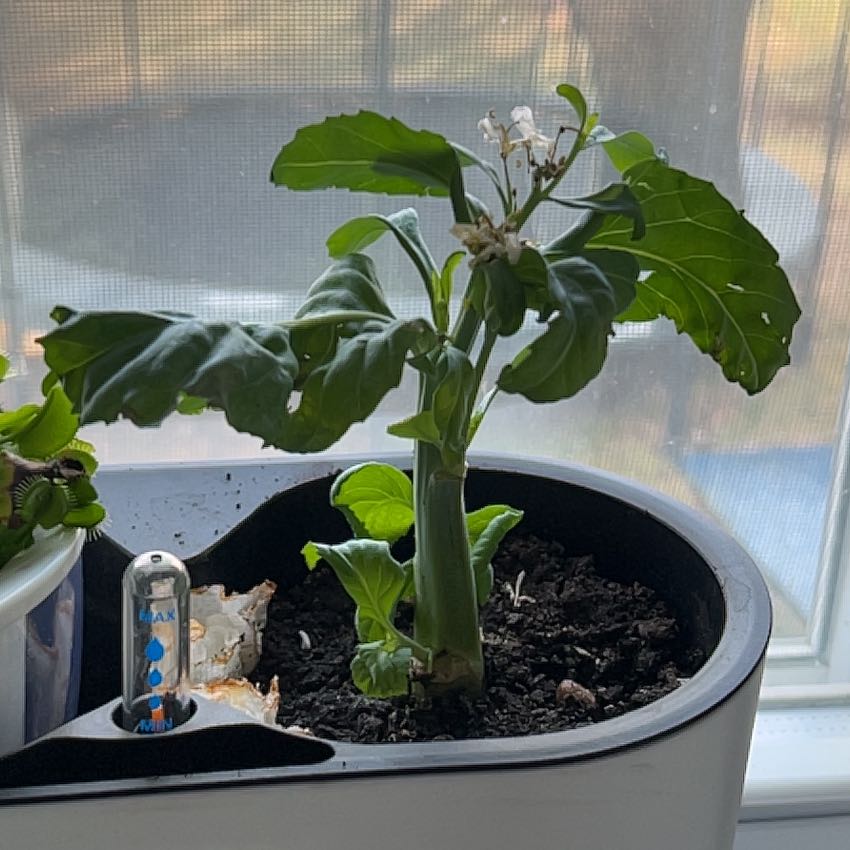 Keep Your Cai Xin, Chye Sim, Choi Sum, Yu Choy, or Chinese Flowering ...