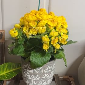 Pocketbook Plant Plant Care: Water, Light, Nutrients | Greg App 🌱