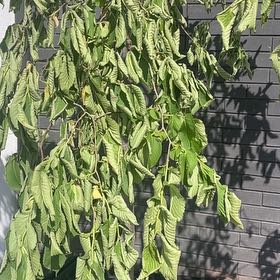 Camperdown Elm Plant Care: Water, Light, Nutrients | Greg App 🌱