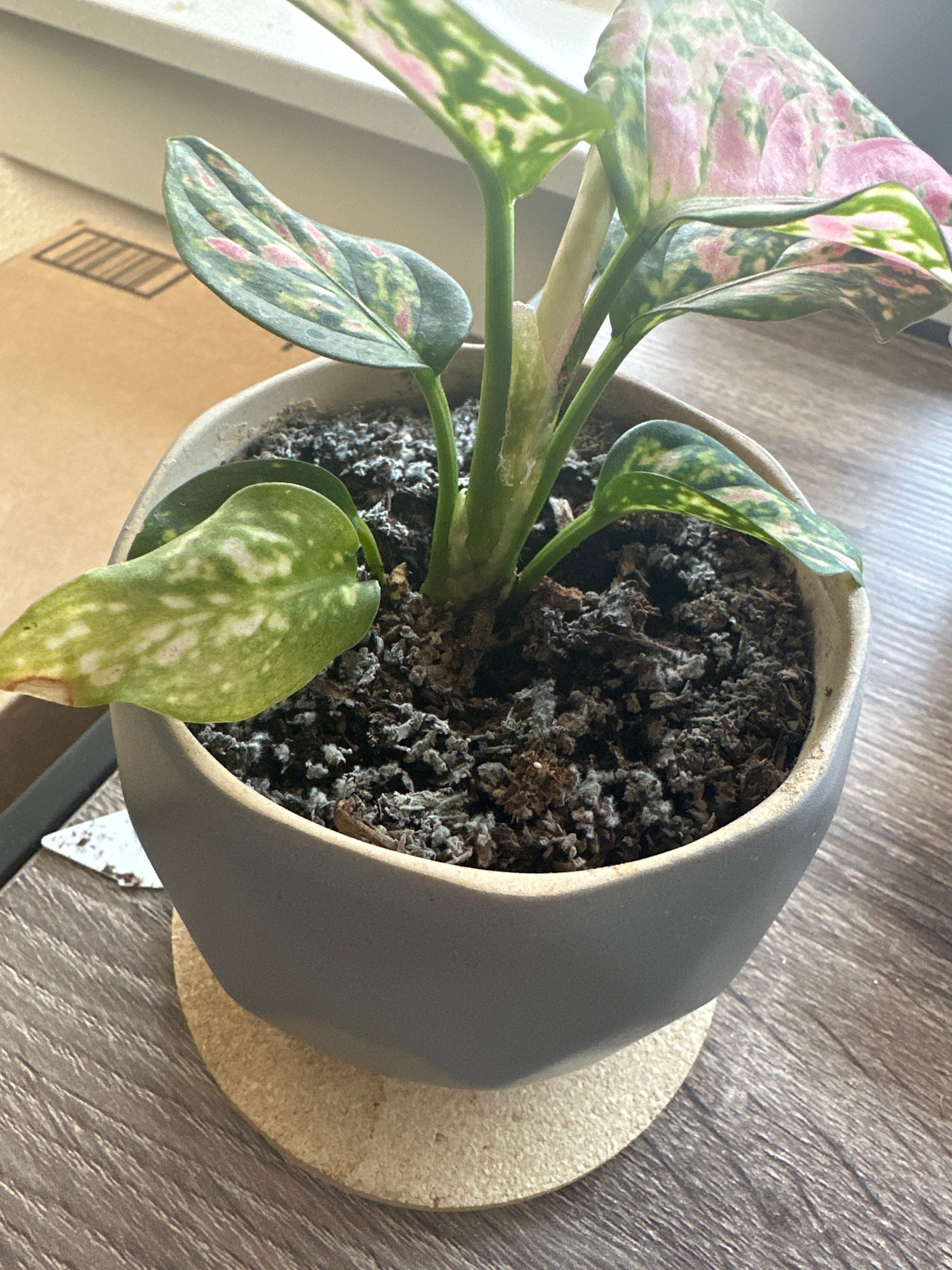Why Are My Aglaonema 'Pink Splash' Leaves Mushy? 💧