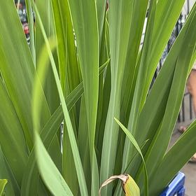 Iris 'Twelve Apostles' Plant Care: Water, Light, Nutrients | Greg App 🌱