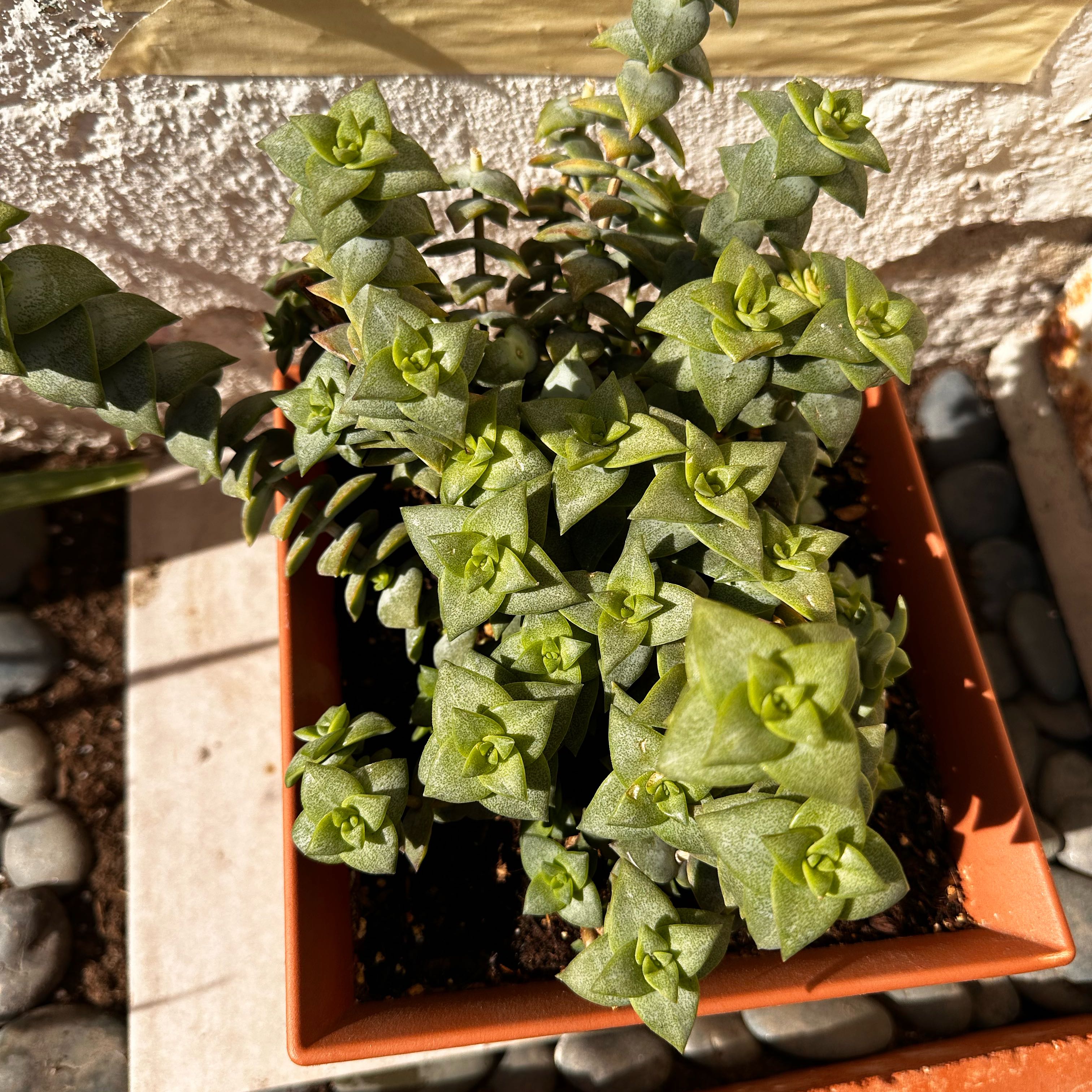 Xena | A plant by @DollCrapemyrtle on Greg