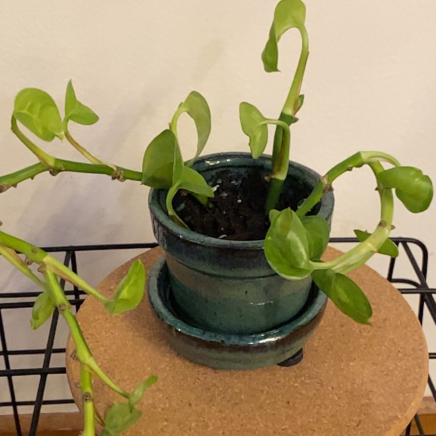 What Temperature Should My Global Green Pothos Be Kept At?