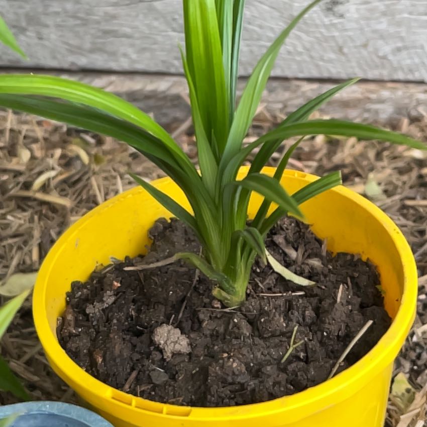 Screwpine Plant Care: Water, Light, Nutrients | Greg App 🌱