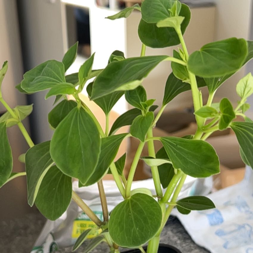 Peperomia blanda var. humilis Plant Care: Water, Light, Nutrients ...