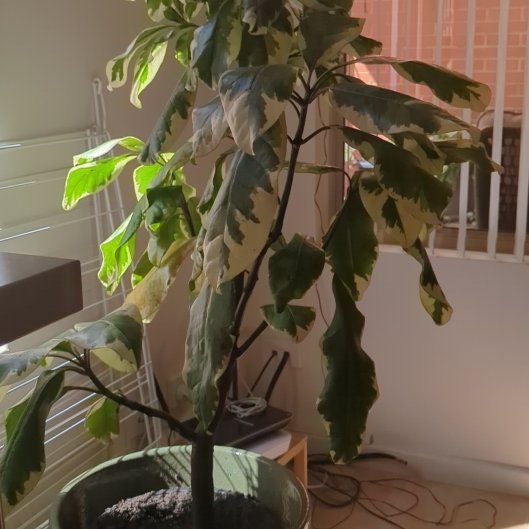 Variegated Pisonia: How Much Water & Light Does it Need to Thrive?