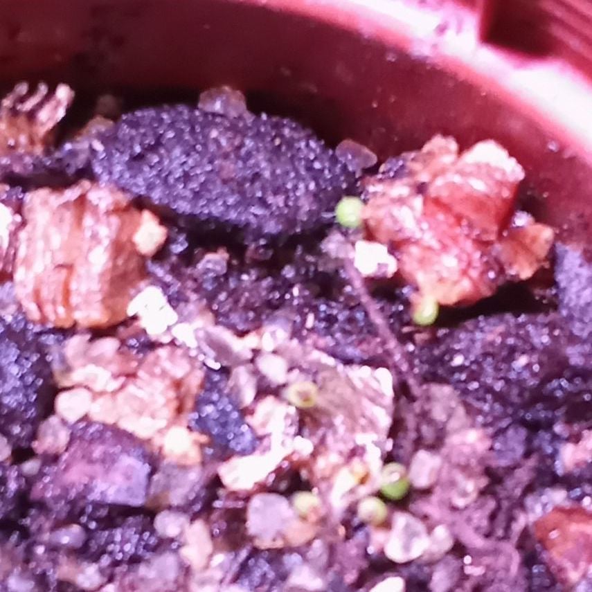 Conophytum calculus Plant Care: Water, Light, Nutrients | Greg App 🌱