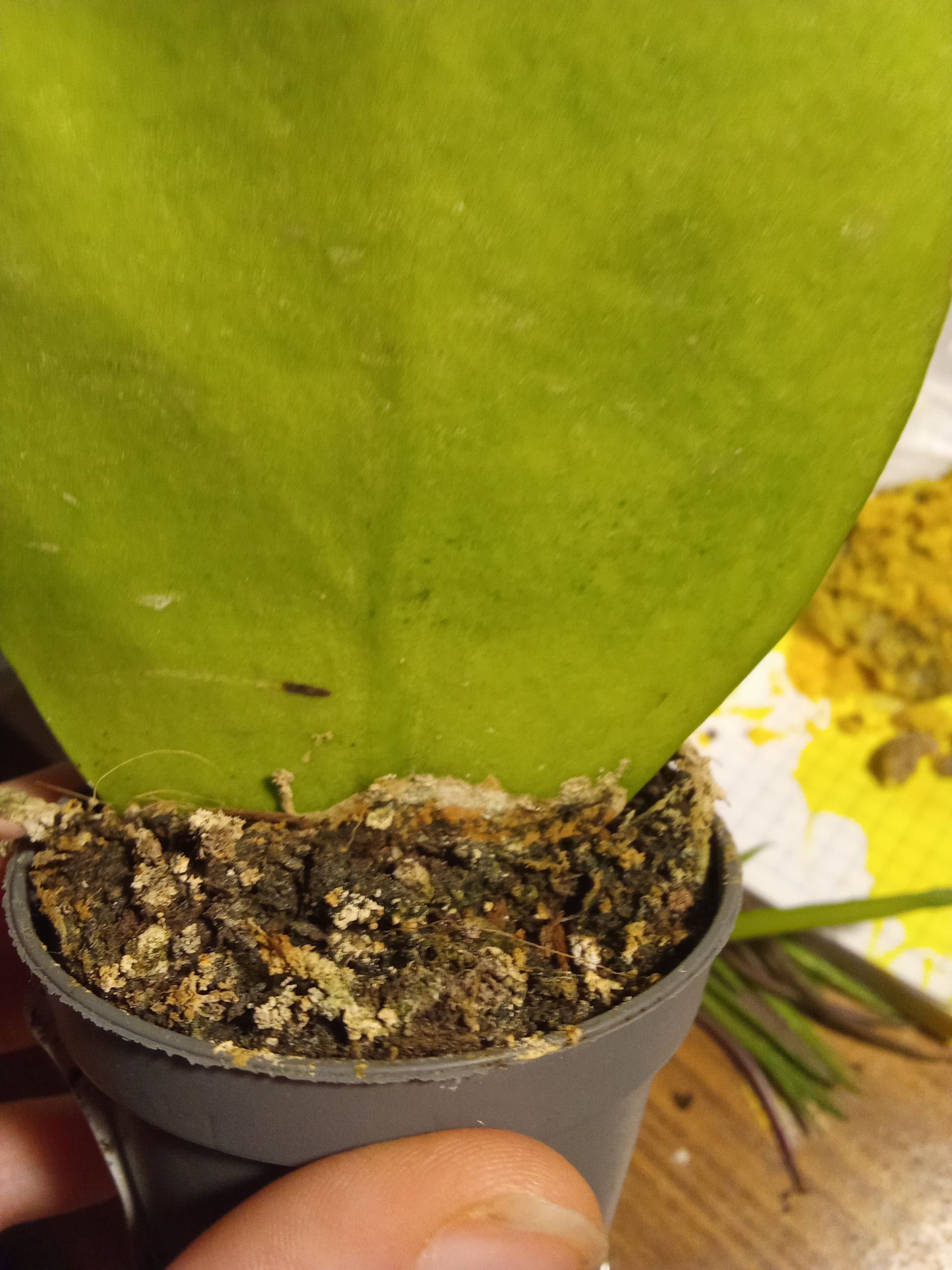 💧 How Do I Fix hoya camphorifolia root rot?