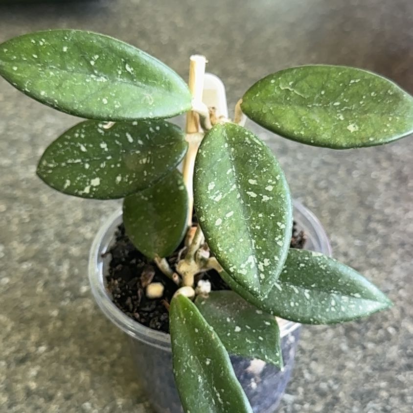 Carnosa Freckles Splash Plant Care: Water, Light, Nutrients | Greg App 🌱