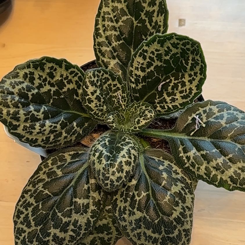 Personalized Streptocarpus 'Pretty Turtle' Care: Water, Light ...