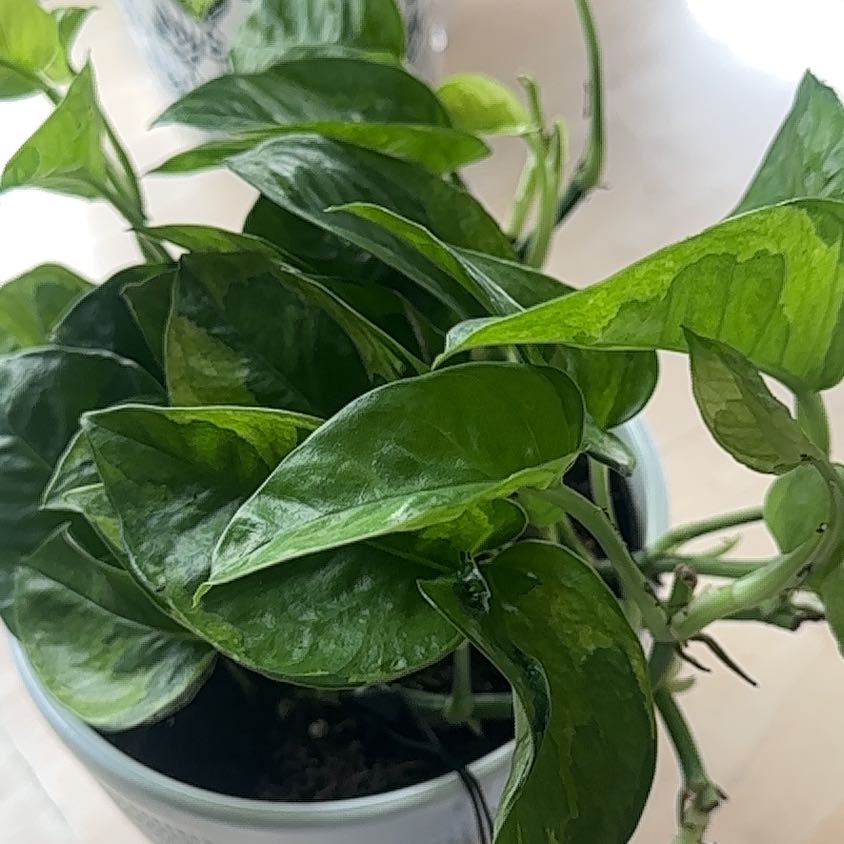 🍋 Lemon Meringue Pothos - Fertilizing 101